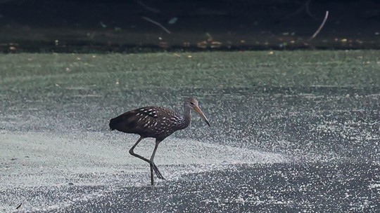 Birdwatchers gather in Lancaster County for chance to spot rare ...
