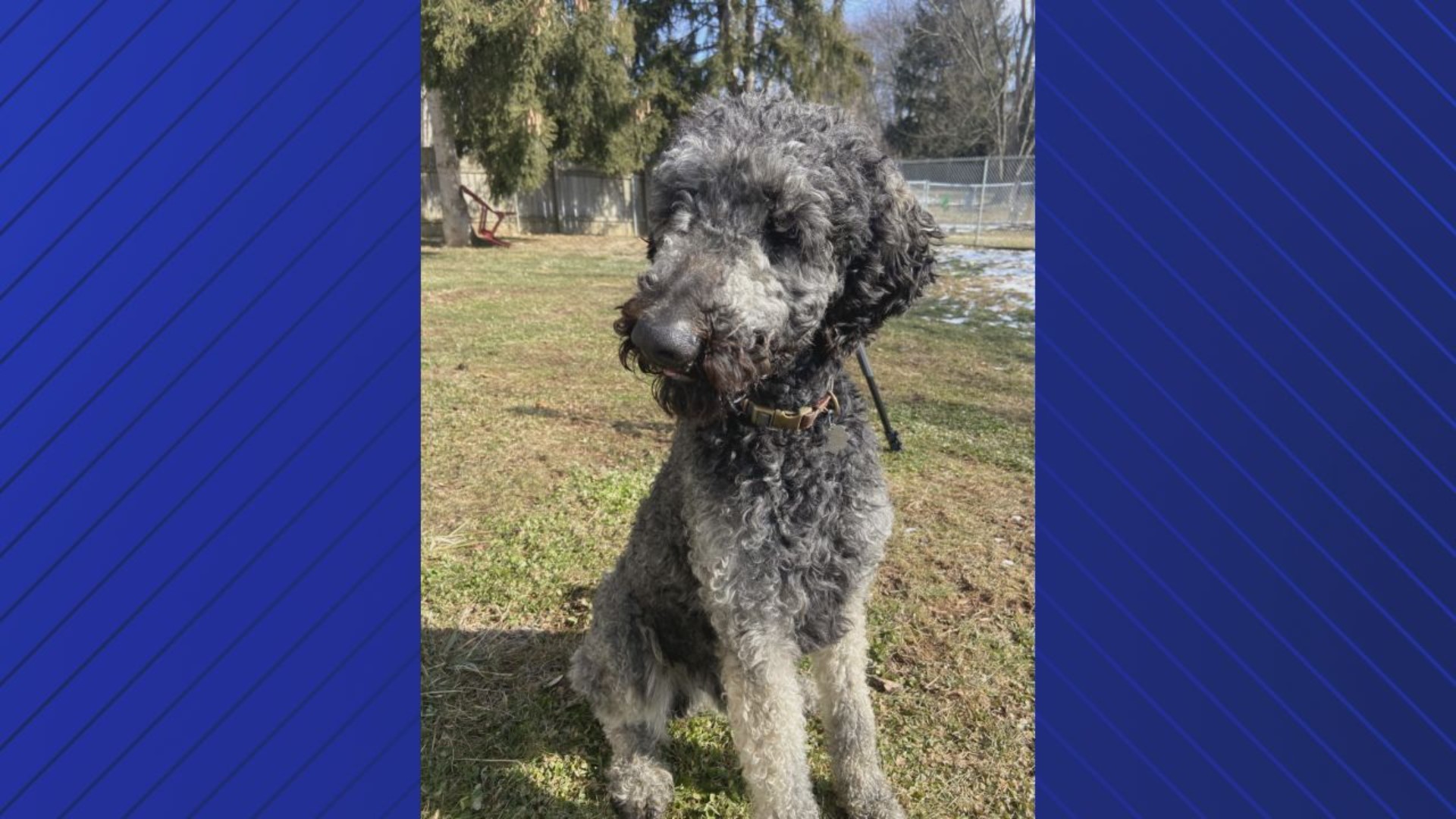 Furry friends with Shadow, the dog! | fox43.com