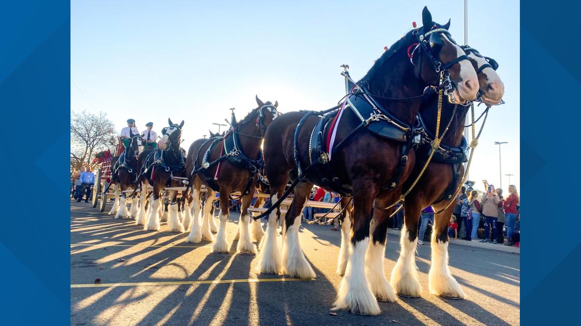 Budweiser Clydesdales to appear in Pennsylvania | fox43.com