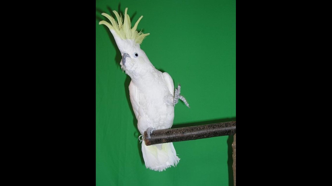 A dancing cockatoo named Snowball learned 14 moves all by his little ...