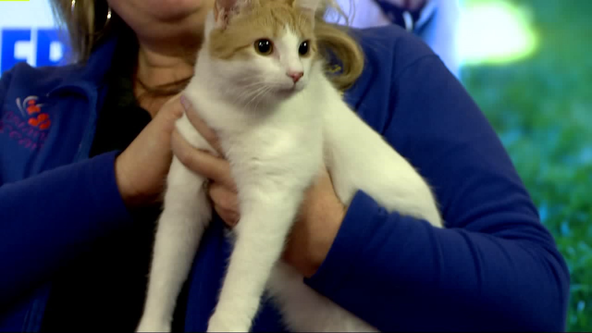 Furry Friends with Daisy, the cat | fox43.com