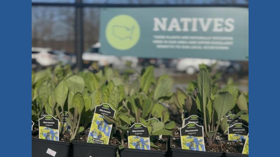 Second Chance Plants pop-ups return for spring with discounted greenery ...