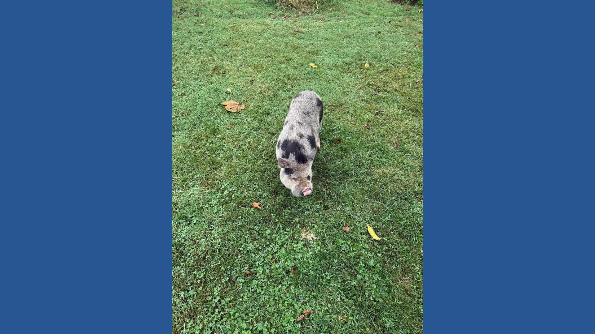 East Petersburg residents rescue elusive pig | fox43.com