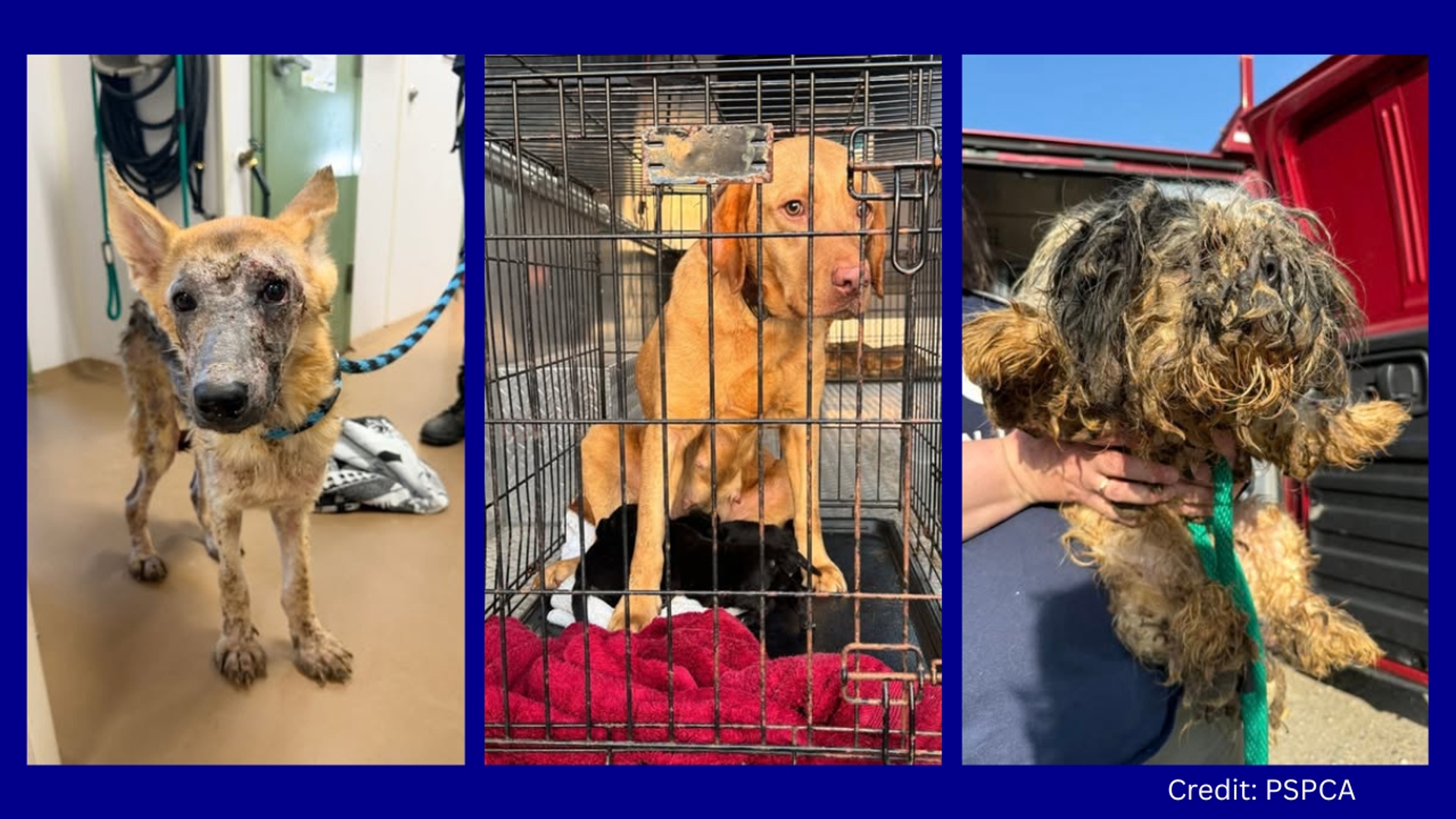 Police, SPCA officials rescue 93 animals from Lancaster County home ...