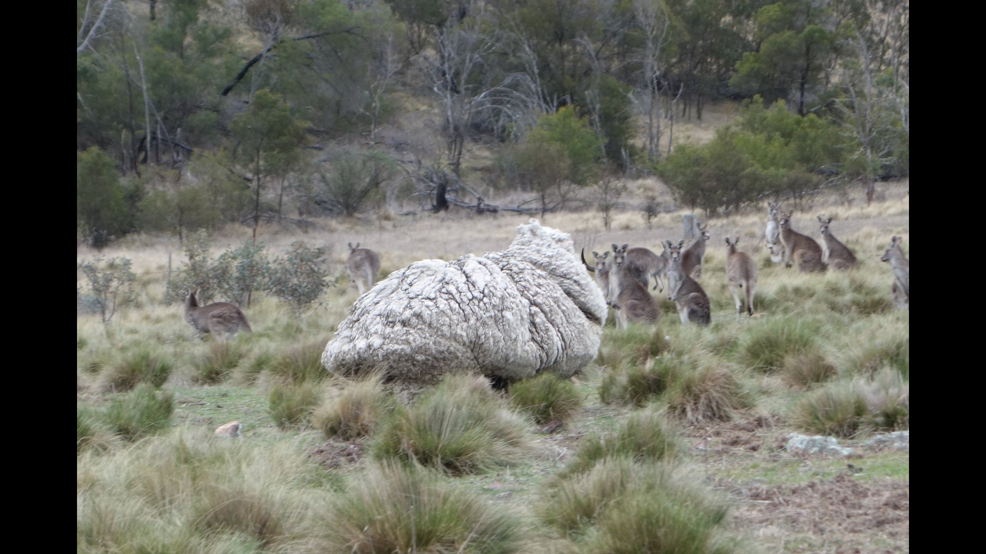 Shearer saves lost sheep from woolly death, breaks ‘Shrek’ record ...