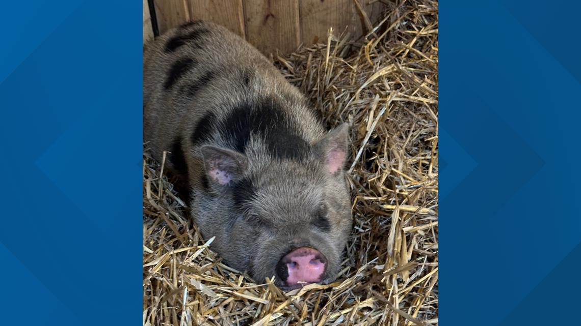 East Petersburg residents rescue elusive pig | fox43.com