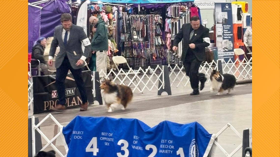 Thousands of dogs compete for 'best in show' at York County's Celtic ...