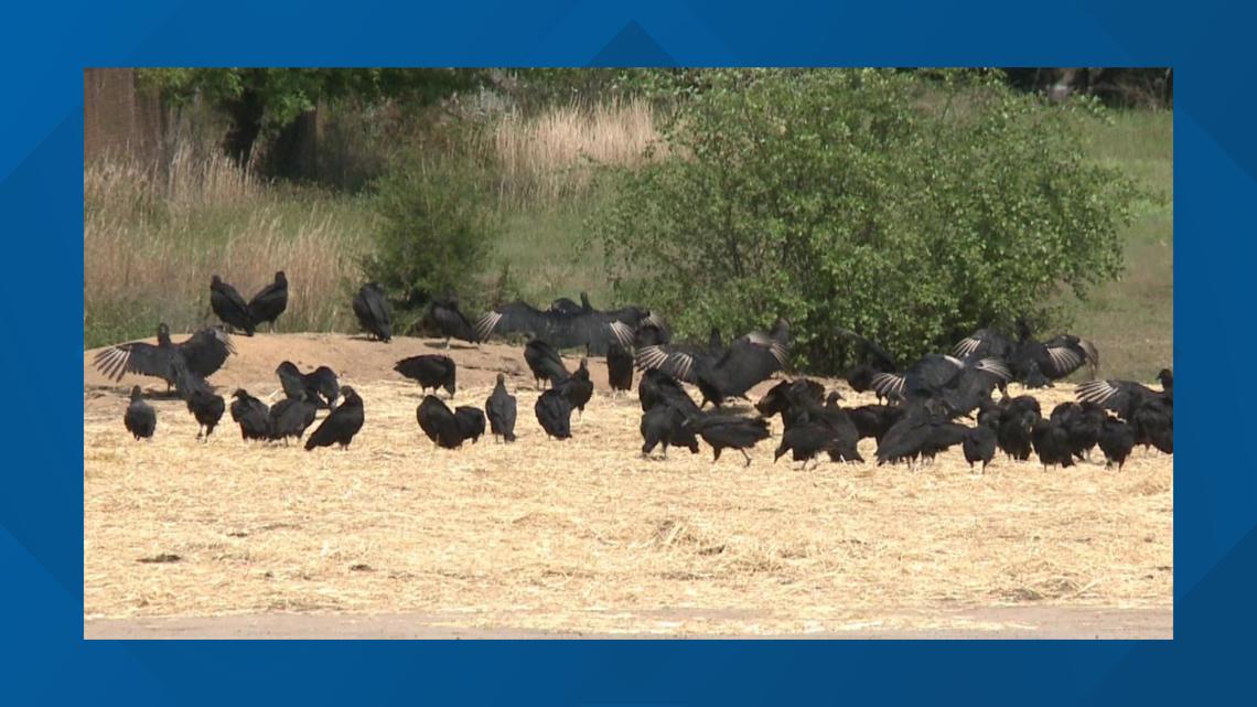 ‘This is the worst year’: Black vultures harass Pa. homes | fox43.com