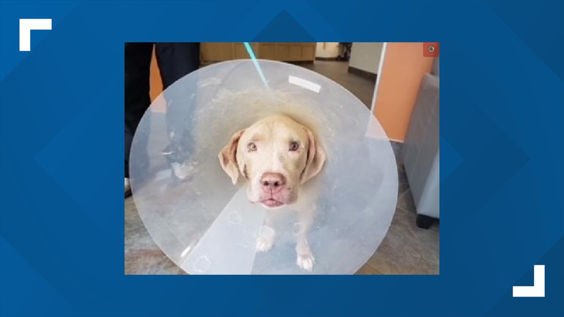 Police searching for suspect in animal cruelty case | fox43.com