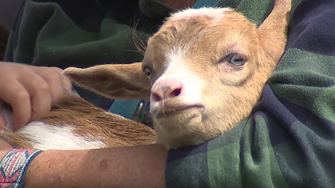 Great Goat Parade takes place in York County | fox43.com
