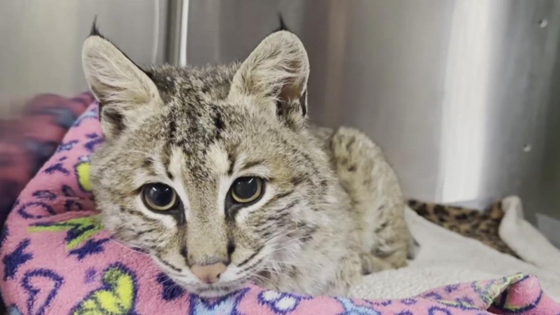 Bobcat receives round-the-clock care after being hit by car | fox43.com
