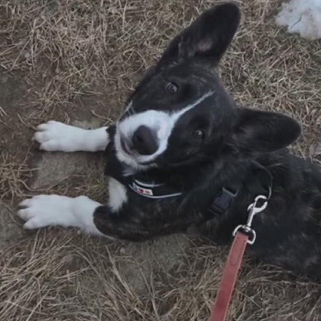 York County SPCA hires new Humane Society police officer | fox43.com