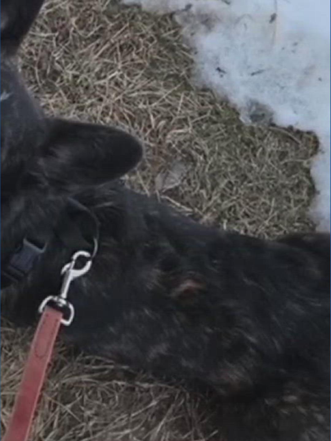 York County SPCA hires new Humane Society police officer | fox43.com