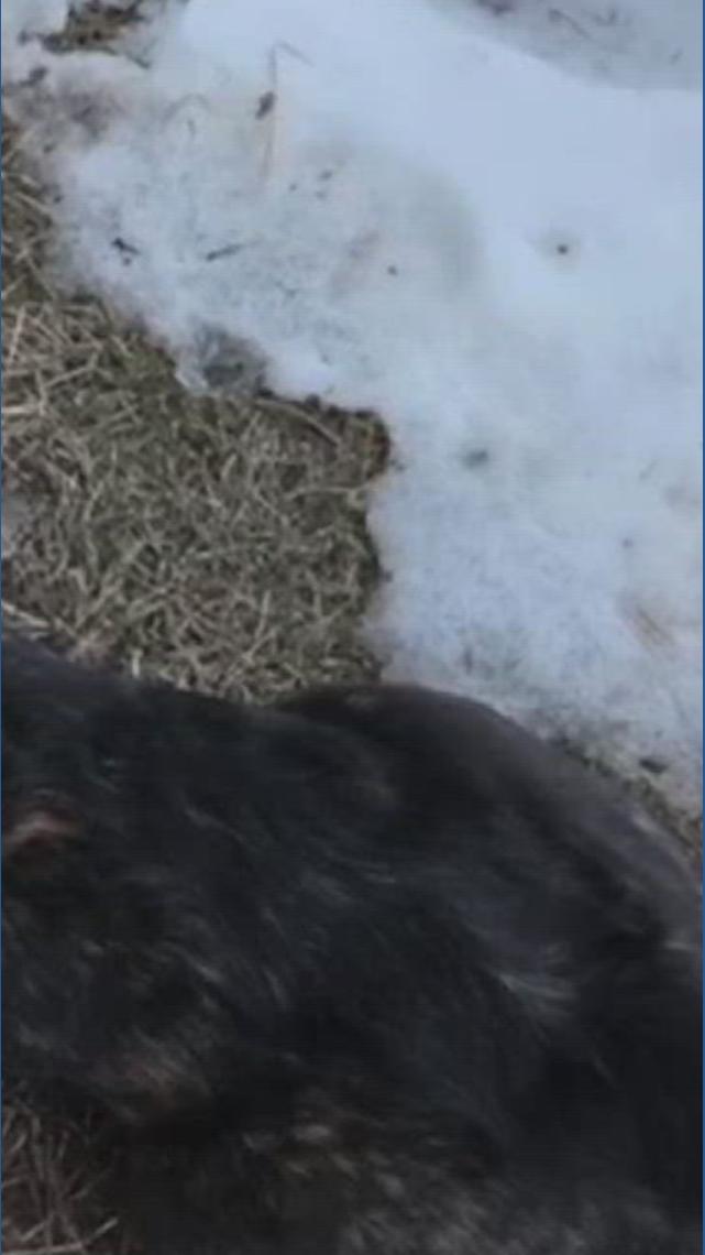 York County SPCA hires new Humane Society police officer | fox43.com