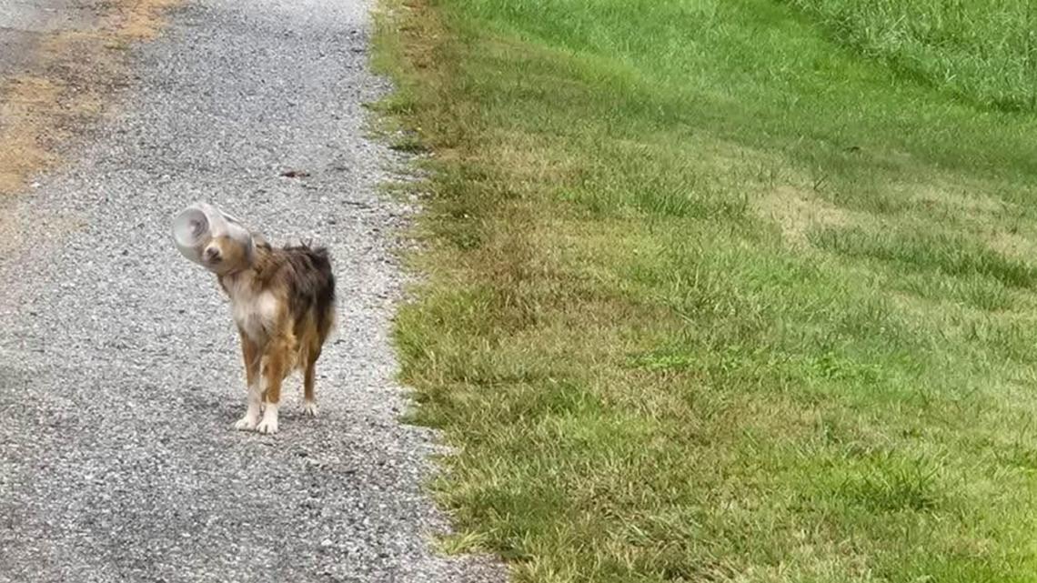 Dillsburg dog Dallas rescued from cheese ball jug, Hanover Foods foots ...
