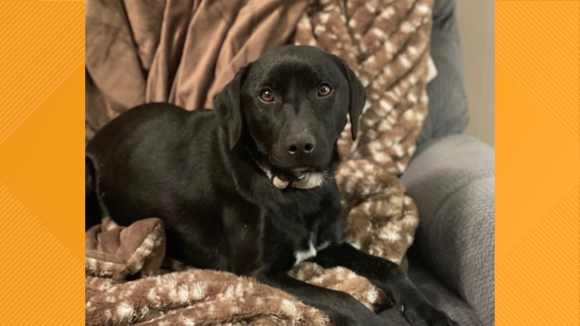 Furry Friends | Meet Chico, the dog! | fox43.com