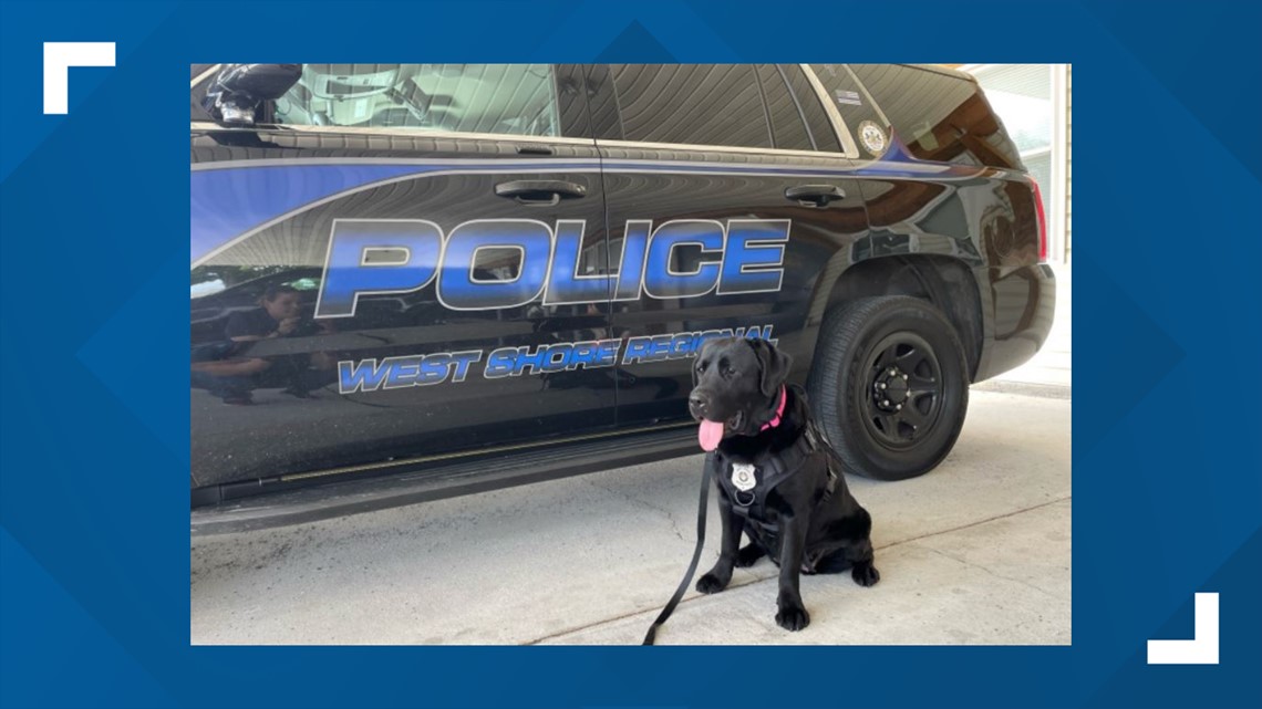 West Shore Regional Police welcome new K9 officer Libra | fox43.com