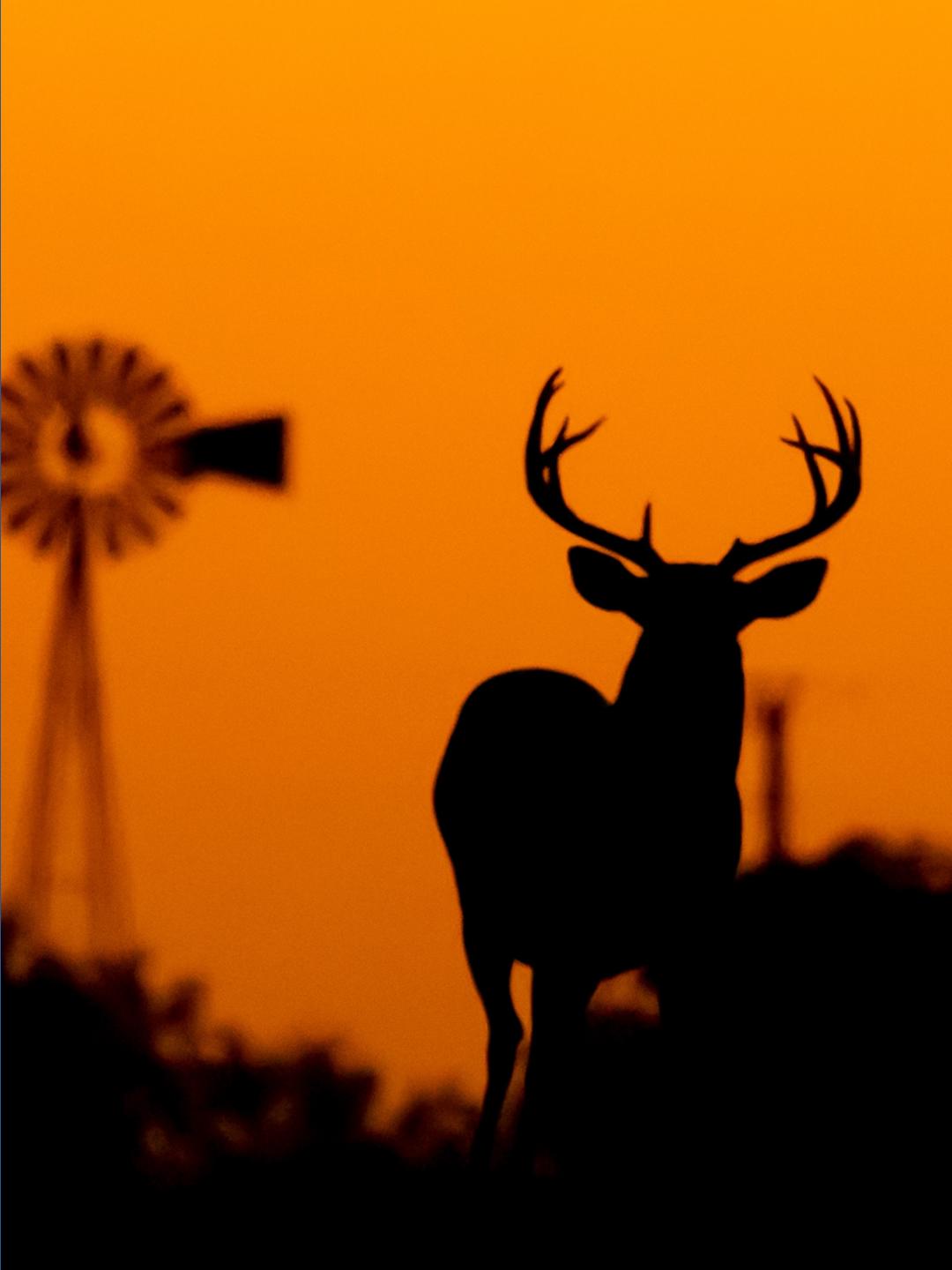 PA archery deer season begins with expanded Sunday hunting | fox43.com