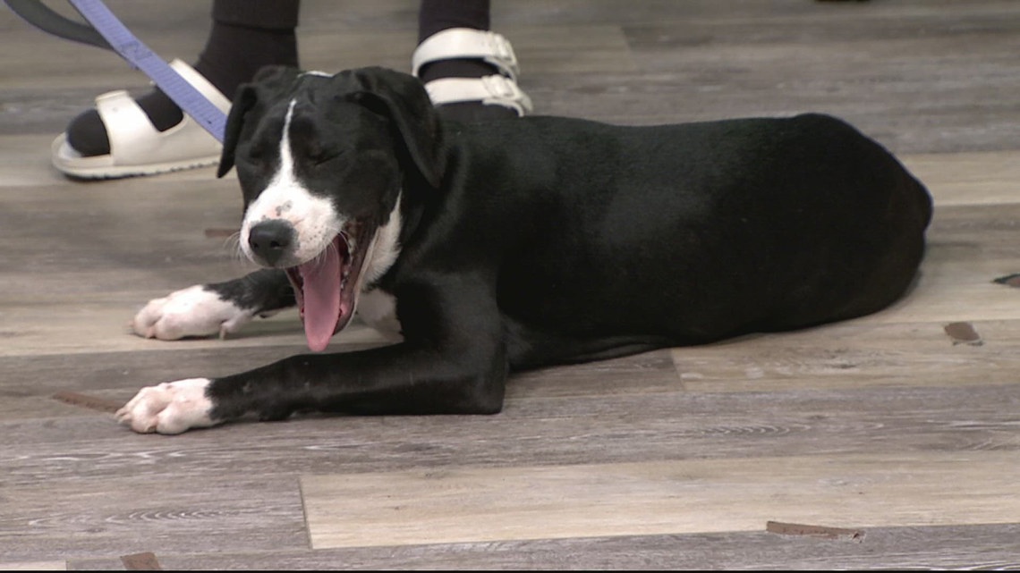 Pet on the Set: Furry Friends with Anna, the dog! | fox43.com