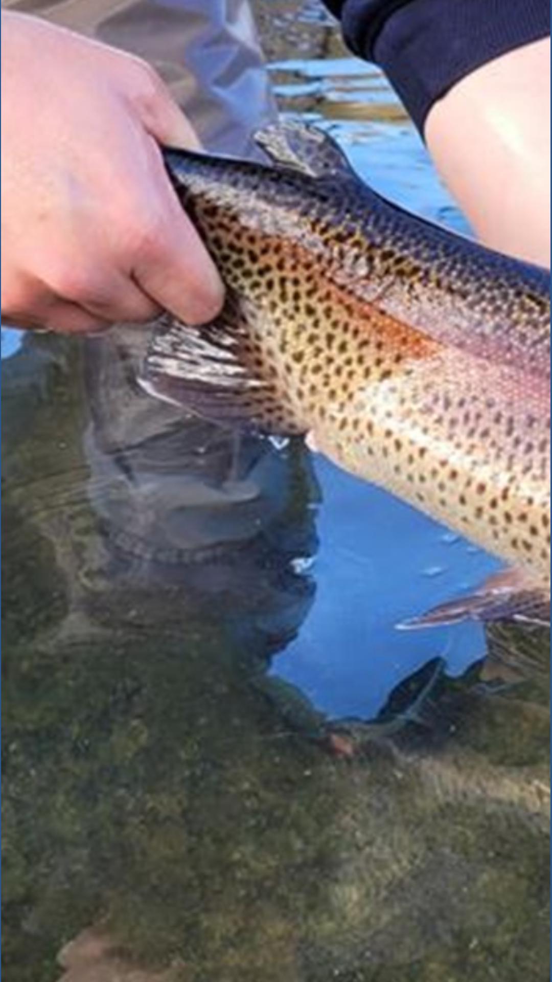 Pa. Fish and Boat Commission releases 2026 trout stocking schedules ...