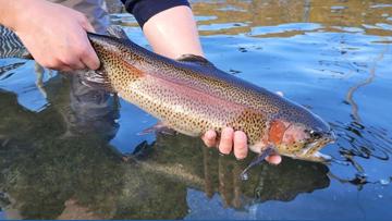 Pa. Fish and Boat Commission releases 2026 trout stocking schedules ...