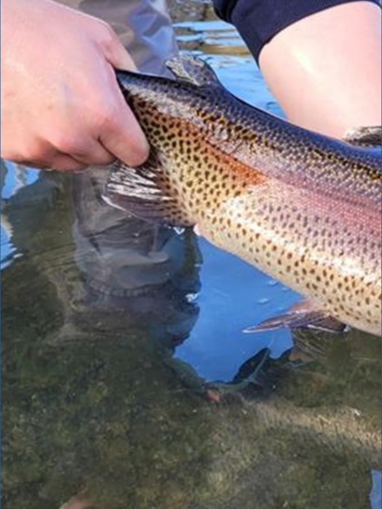 Pa. Fish and Boat Commission releases 2026 trout stocking schedules ...