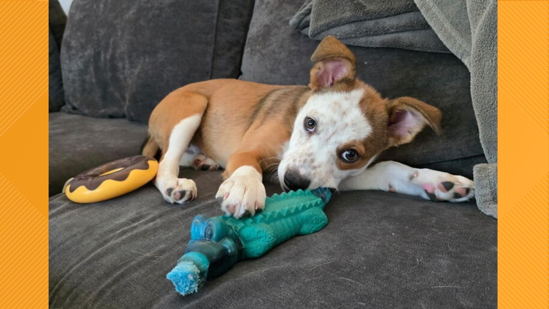 Meet Farrah | Furry Friends | fox43.com