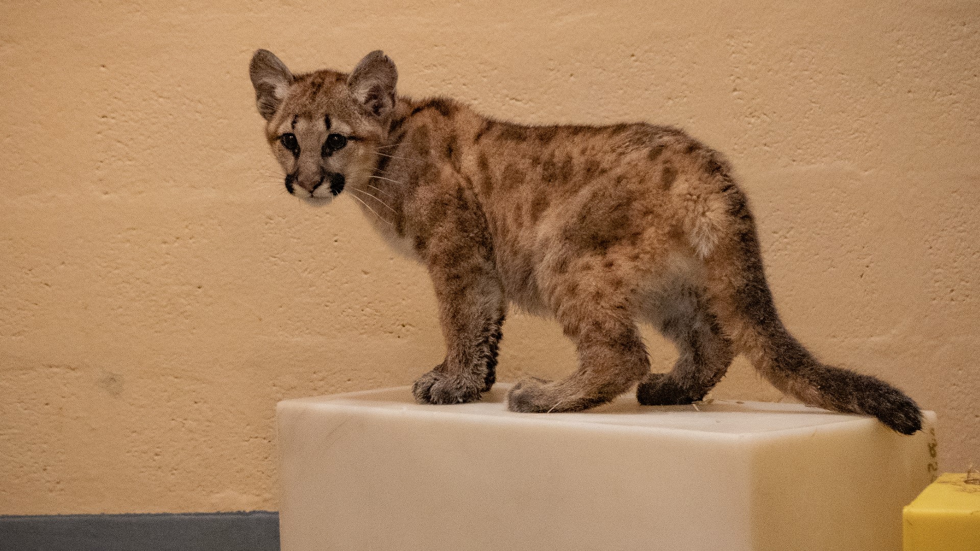 Philadelphia Zoo welcomes two orphaned puma cubs rescued from ...