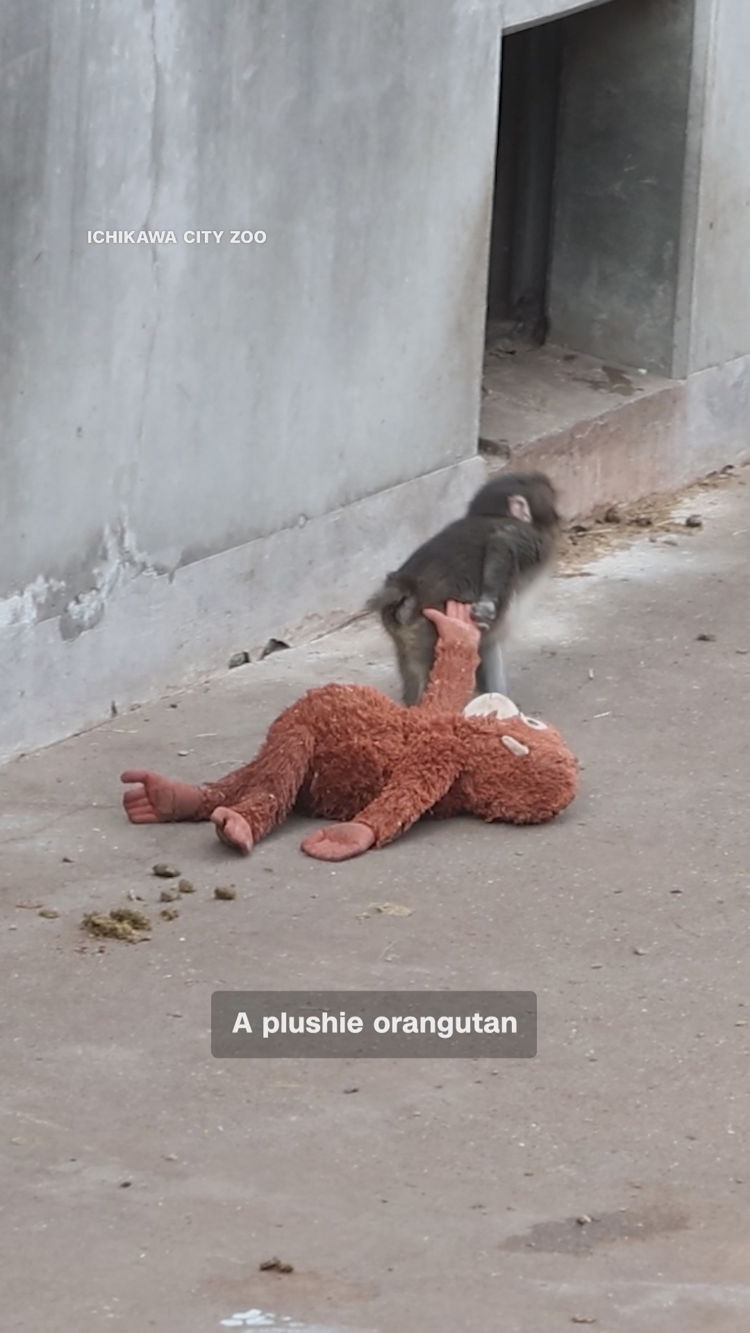 Abandoned monkey and his plushie mother | fox43.com