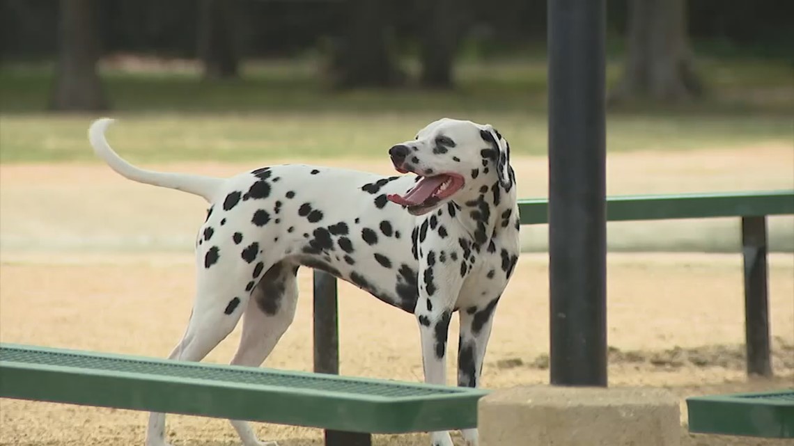 Shapiro administration enacts updated dog law measures to protect Pa ...