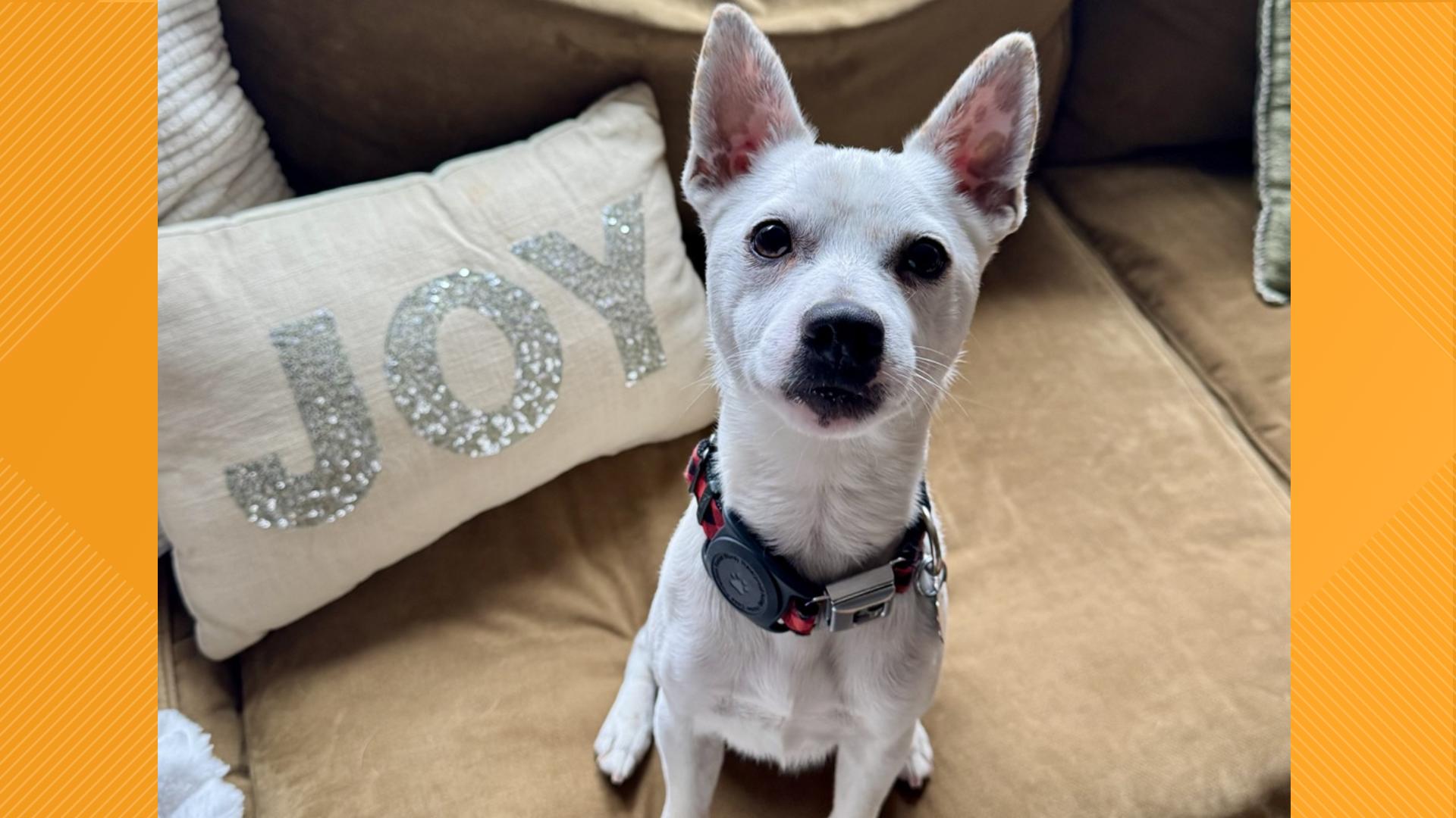 Furry Friends | Meet Petey | fox43.com