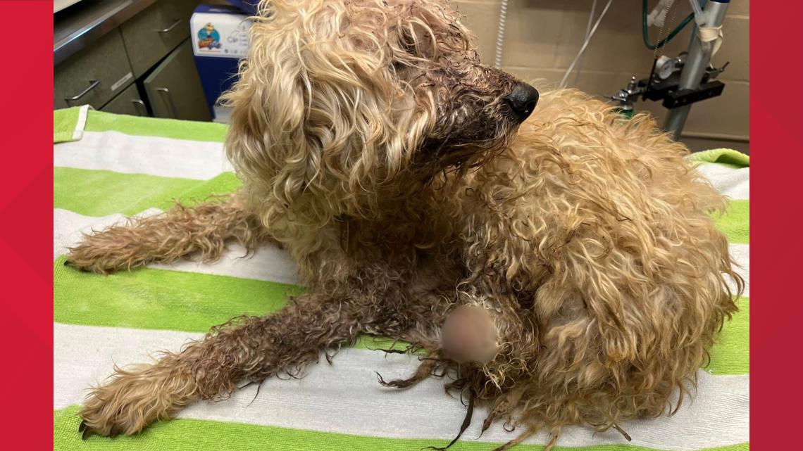 Dog fights for life after botched scissor amputation | fox43.com