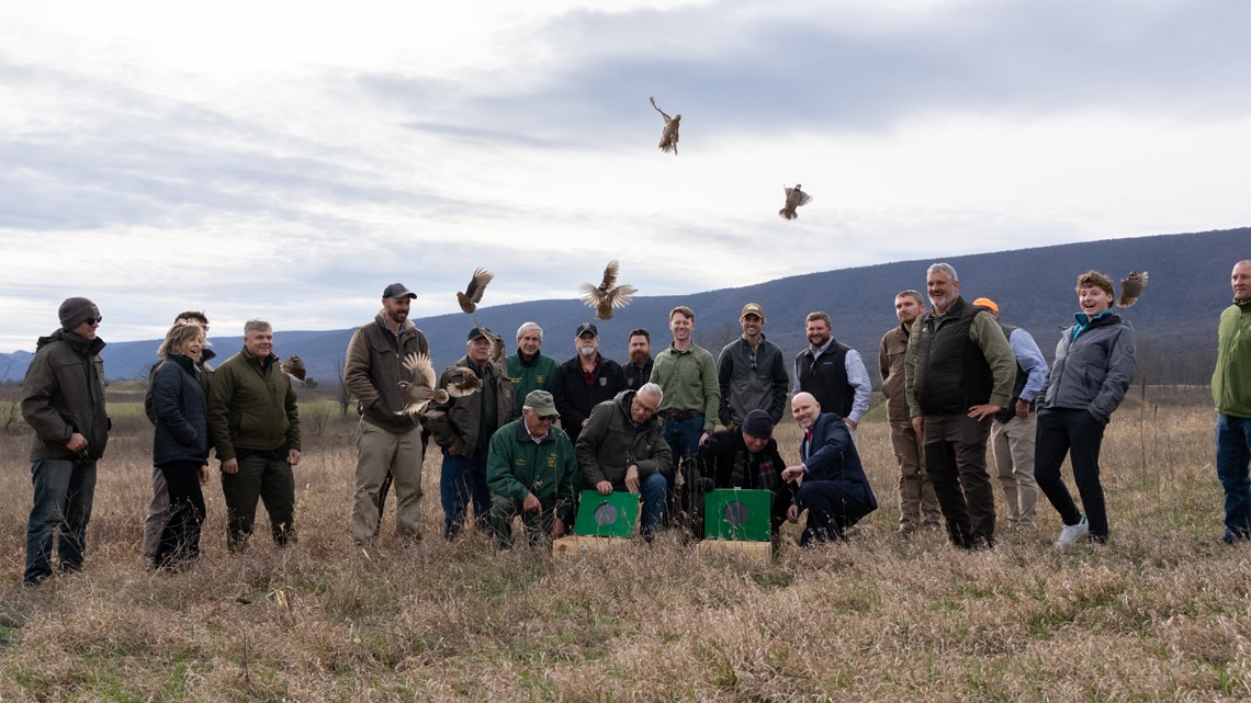 Initiative to bring back Northern Bobwhite Quails to Pennsylvania takes ...