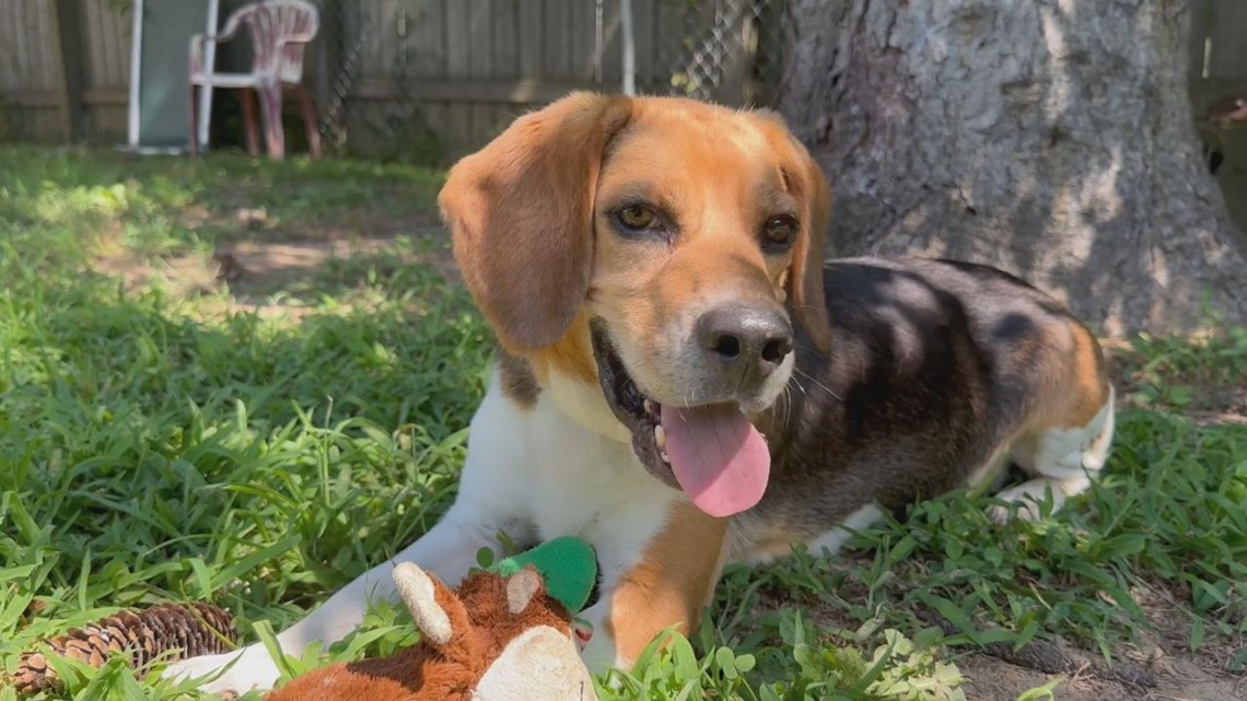 Furry Friends with Hollis, the dog! | fox43.com