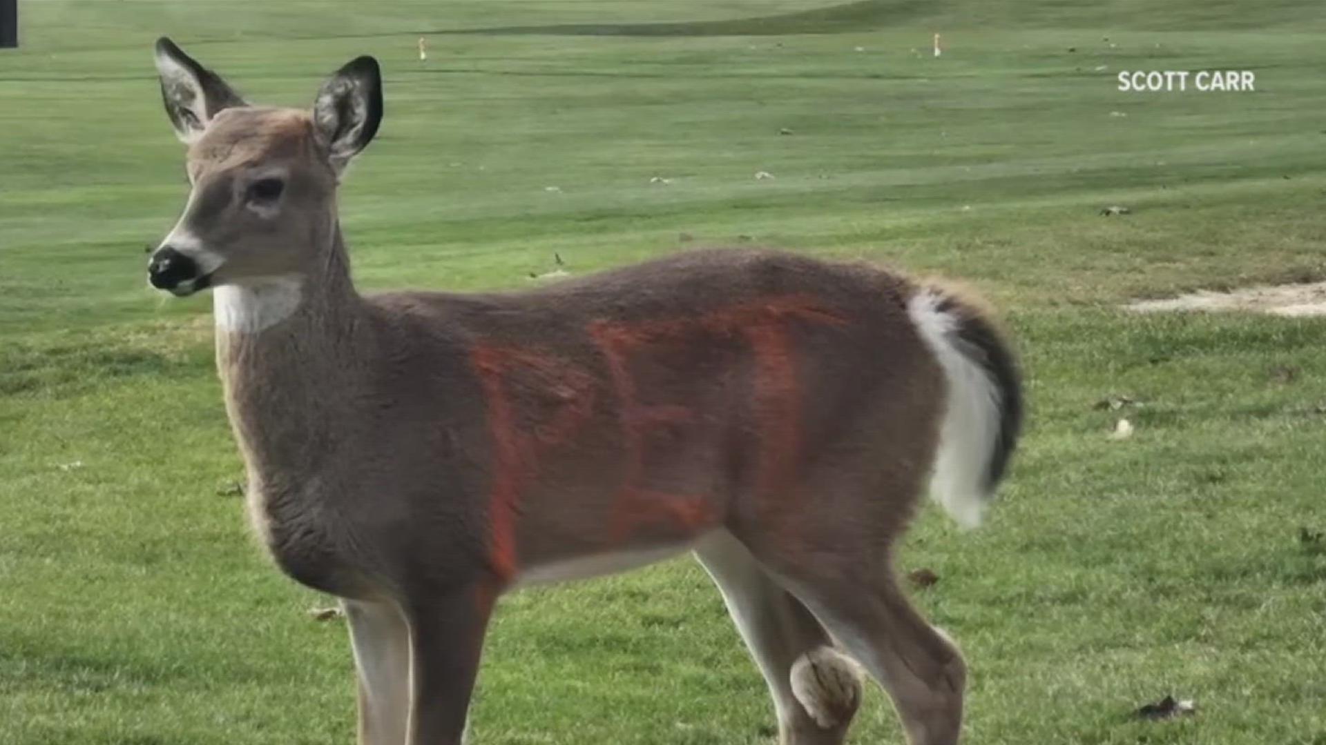 Deer spray-painted with 'pet' in orange roamed Fairview Golf Course ...