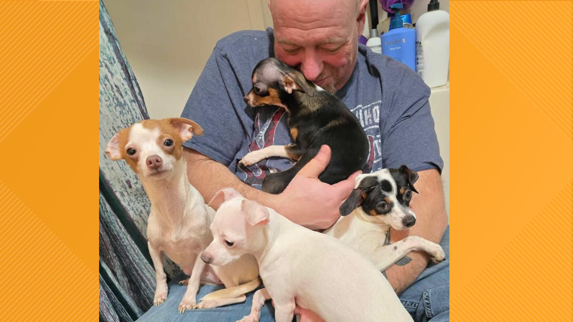 Adams County SPCA provides update on 63 chihuahuas rescued from ...