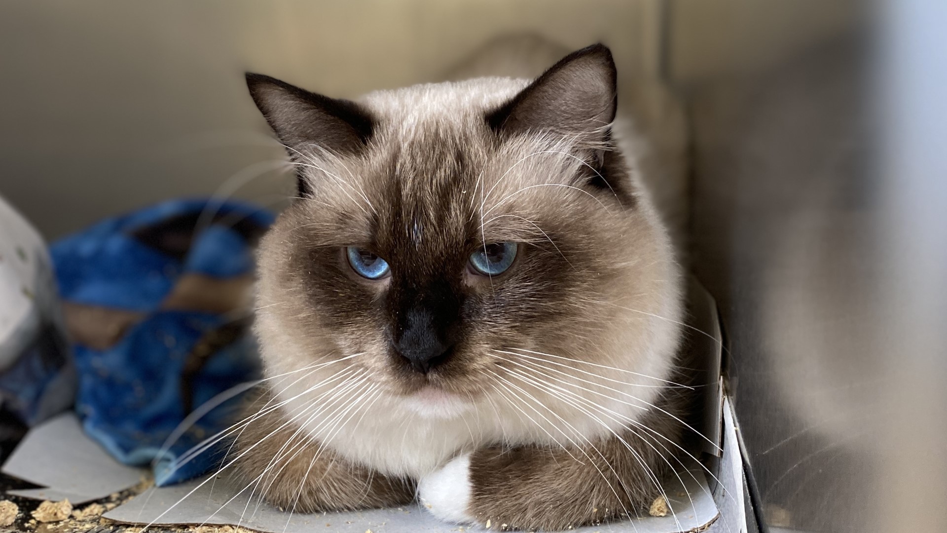 Pennsylvania SPCA rescues nearly 100 cats from breeder in Lancaster ...