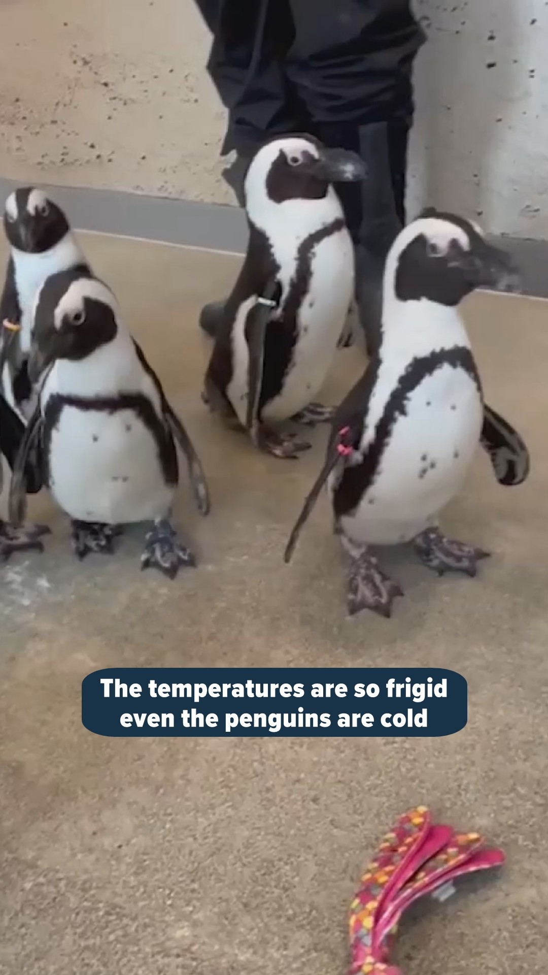 The temperatures are so frigid even the penguins are cold | fox43.com