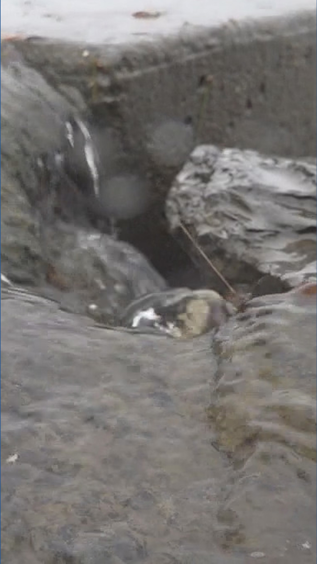 High E. coli levels detected in Susquehanna tributaries | fox43.com