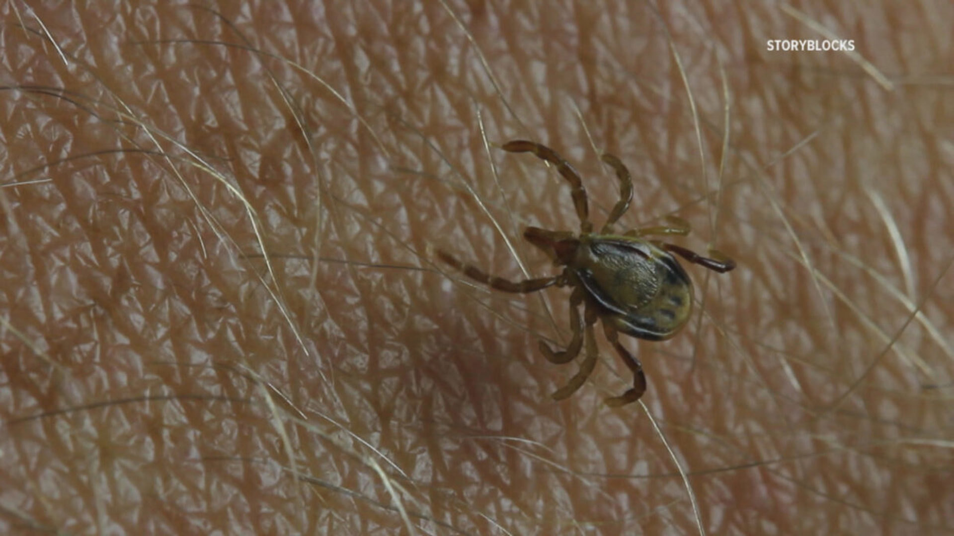 Tick season tips: Protect yourself in Pennsylvania | fox43.com