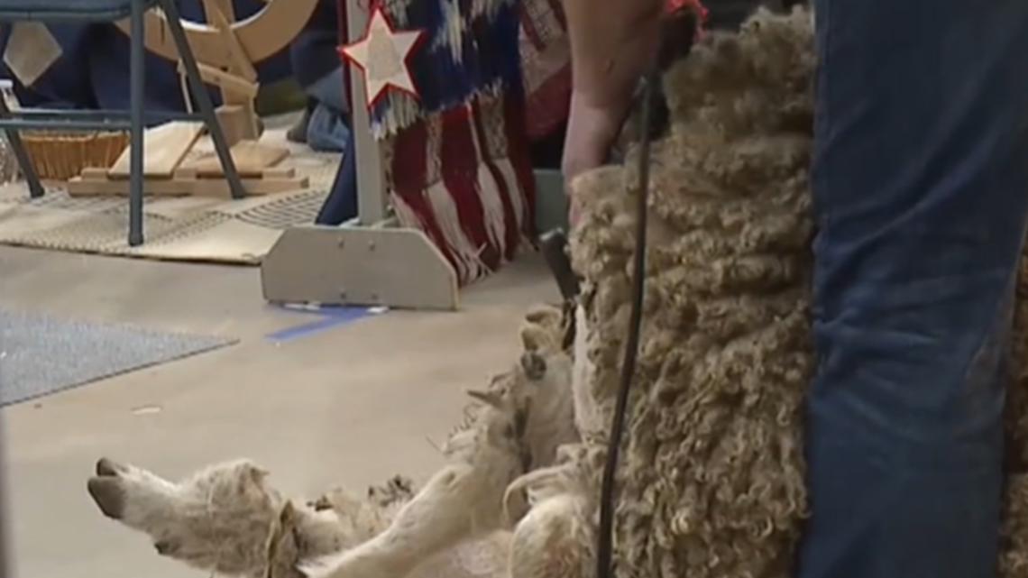 10 teams compete in Sheep to Shawl Contest at PA Farm Show | fox43.com