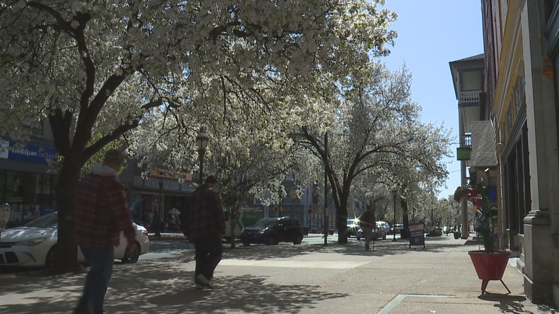 York city officials to replace Bradford pears amid safety concerns ...