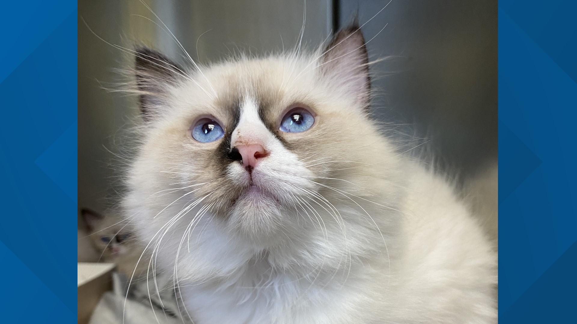 Pennsylvania SPCA rescues nearly 100 cats from breeder in Lancaster ...