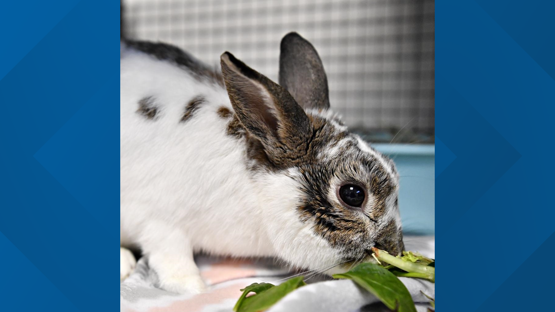 Furry Friends with the rabbits from the York County SPCA! | fox43.com
