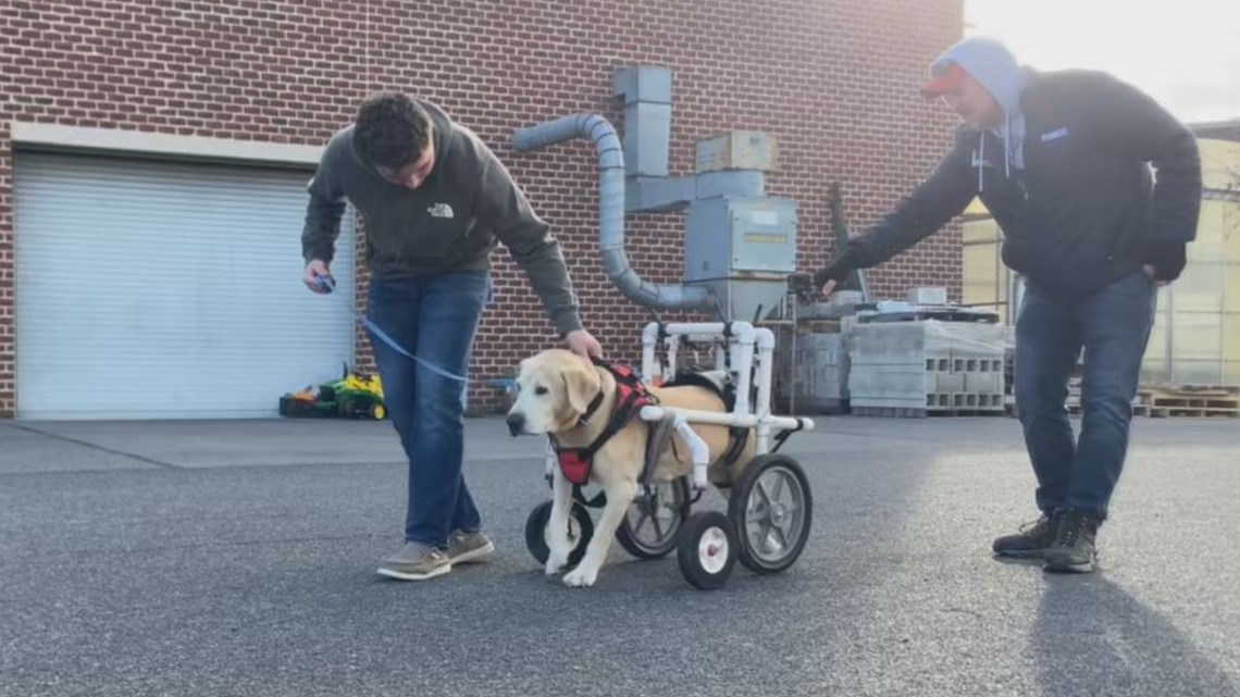 A new leash on life for yellow lab | On the Bright Side | fox43.com