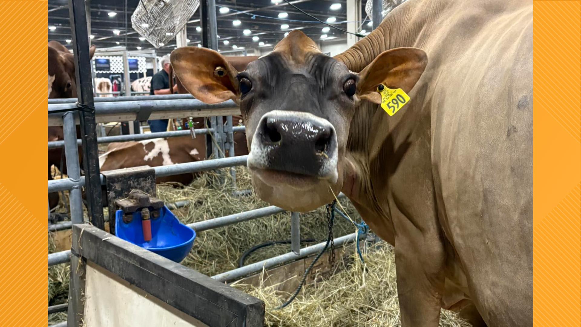 All-American Dairy Show in Harrisburg gives spectators a look at the ...