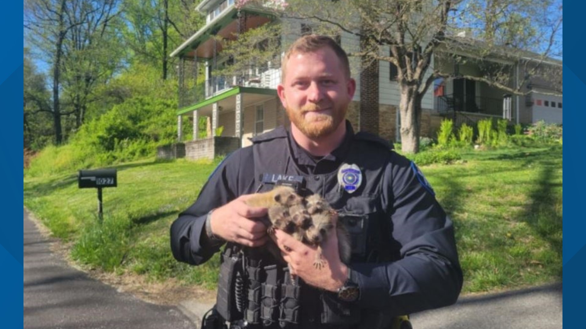 Raccoons rescued in York County | fox43.com