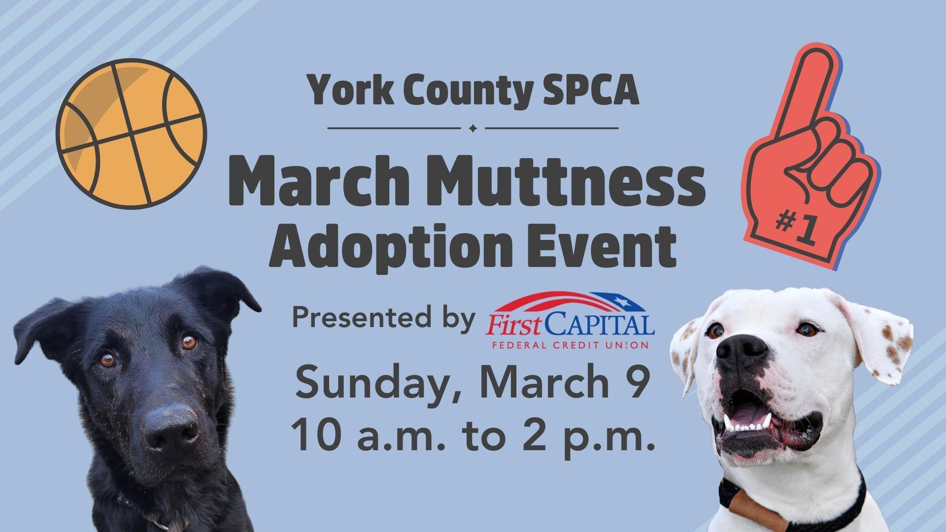 Adoption fees waived at York County SPCA 'March Muttness' event | fox43.com