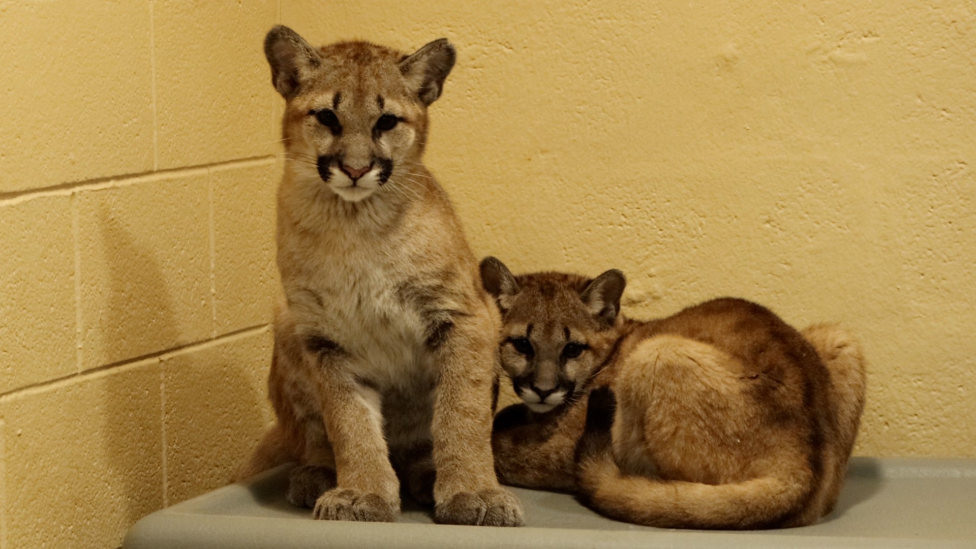 Philadelphia Zoo welcomes two orphaned puma cubs rescued from ...