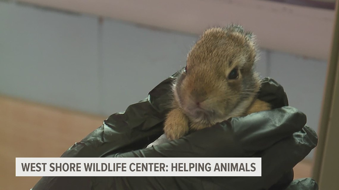 Helping Animals: West Shore Wildlife Center | fox43.com